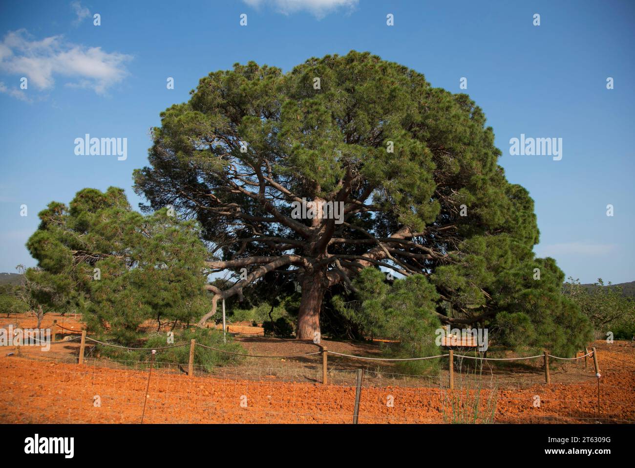 The Pi Ver d'en Besoró, considered the largest pine on the island of Ibiza and cataloged as a ...