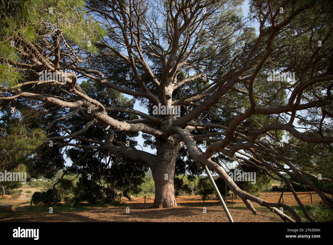 The Pi Ver d'en Besoró, considered the largest pine on the island of ...