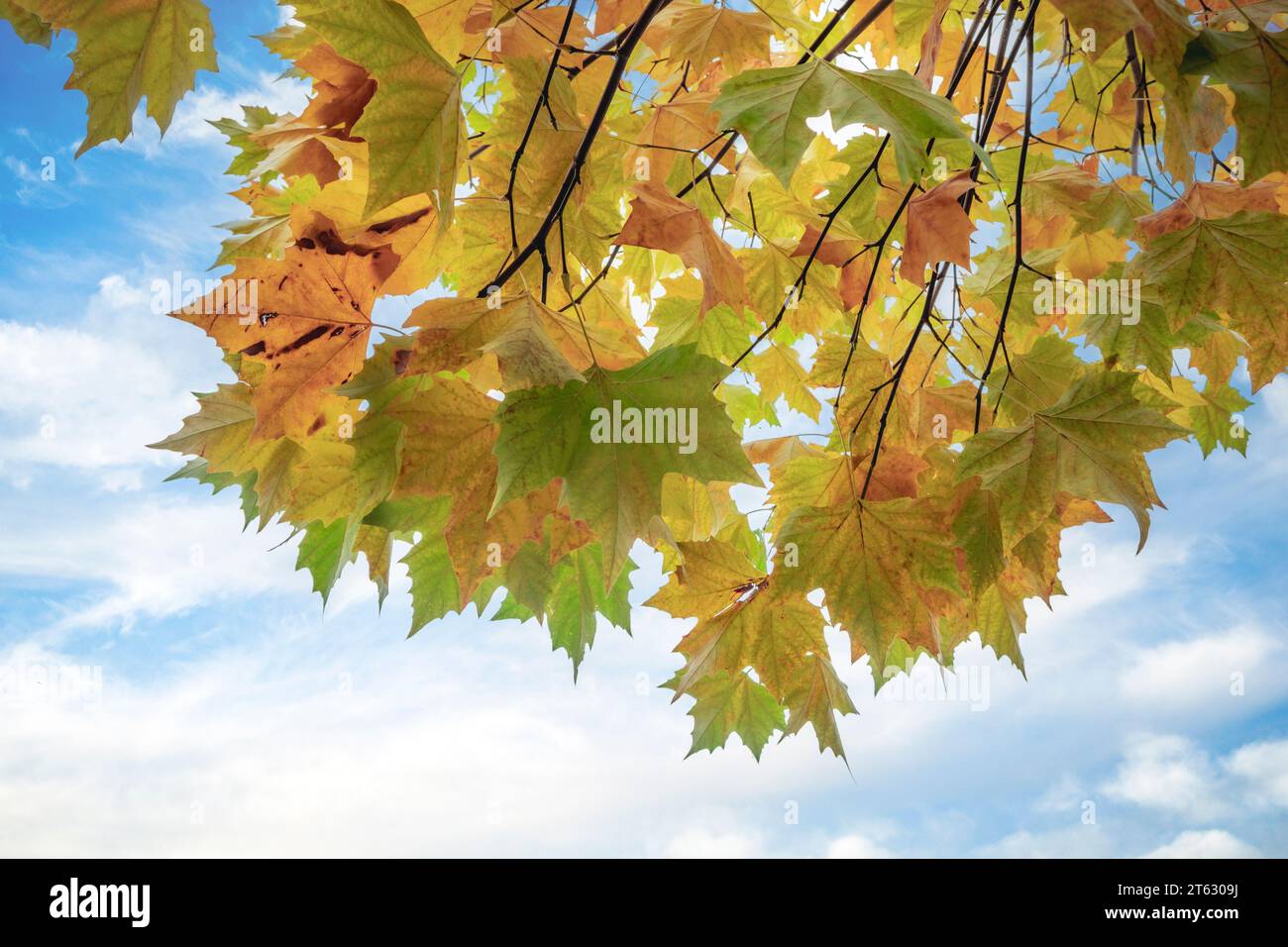 Beautiful and autumnal maple branches with their leaves of different ...
