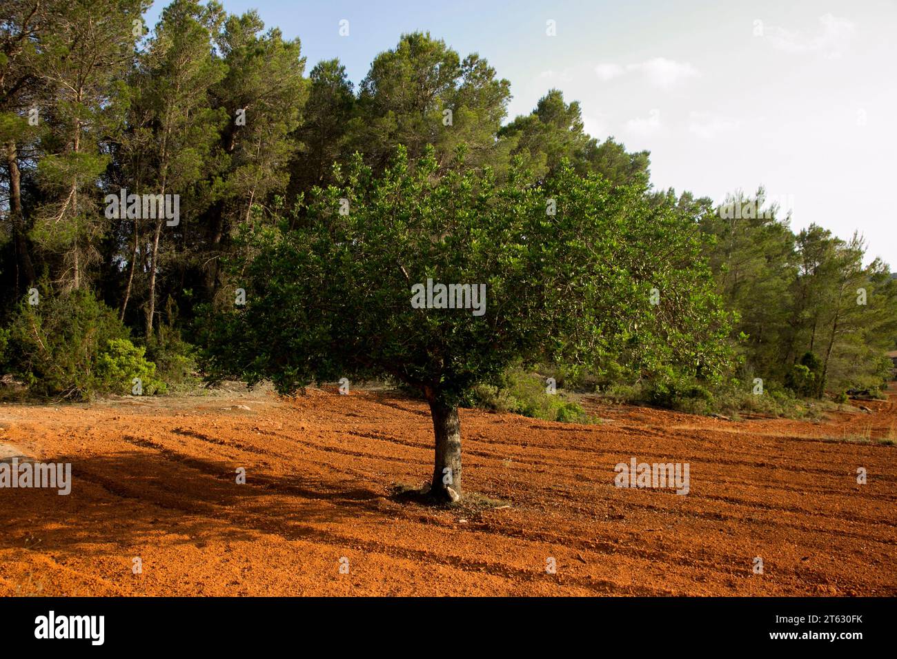 Views of nature and trees in the northern part of the island of Ibiza ...