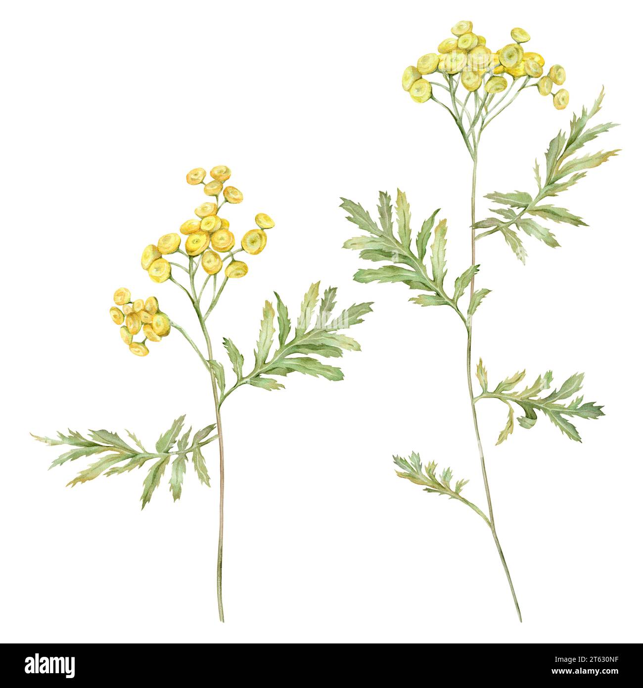 Watercolor common tansy. Yellow field flowers. Hand drawn illustration ...