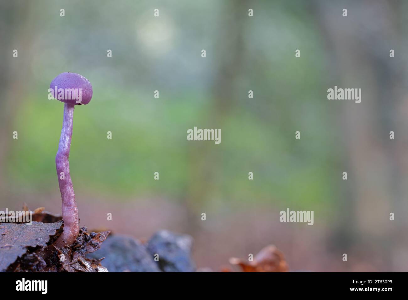 Amethyst deceiver fungi on Southampton Common Stock Photo - Alamy