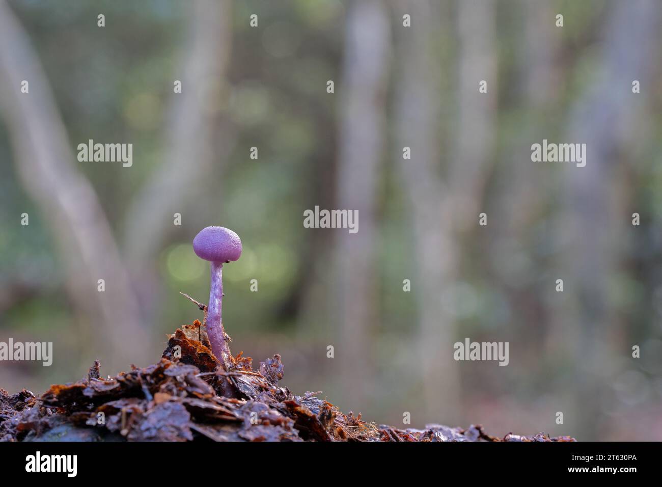 Amethyst deceiver fungi on Southampton Common Stock Photo - Alamy