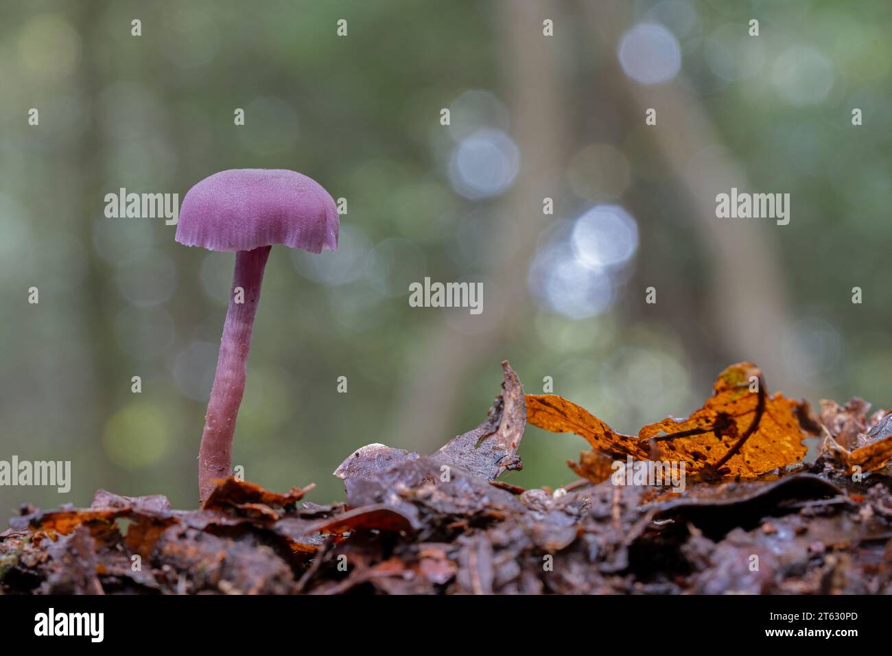 Amethyst deceiver fungi on Southampton Common Stock Photo - Alamy