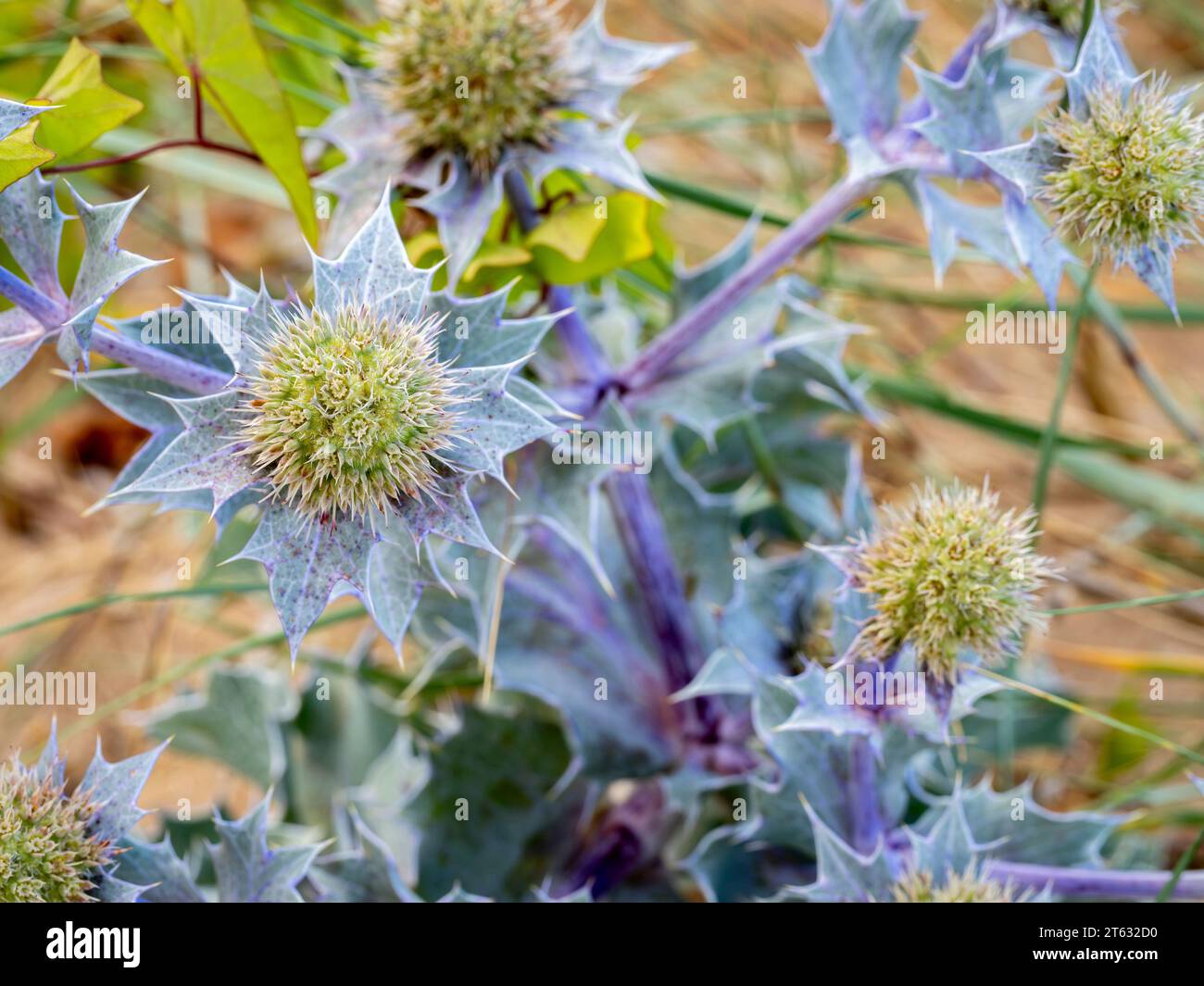 detail of sea holly flowers (Eryngium maritimum) with blurred ...