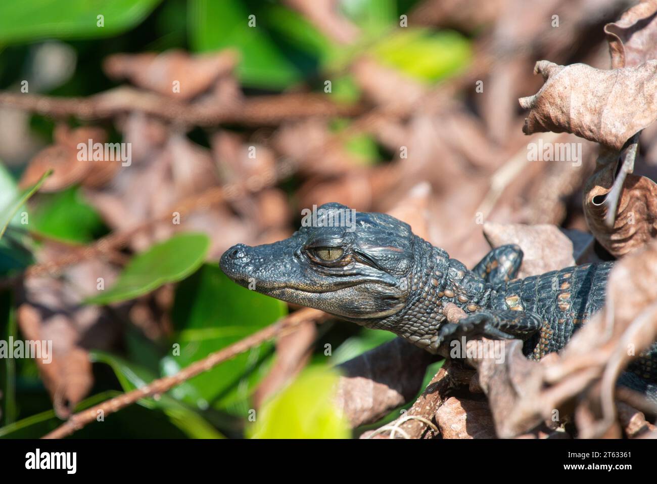 An American alligator basking against a backdrop of golden autumn ...