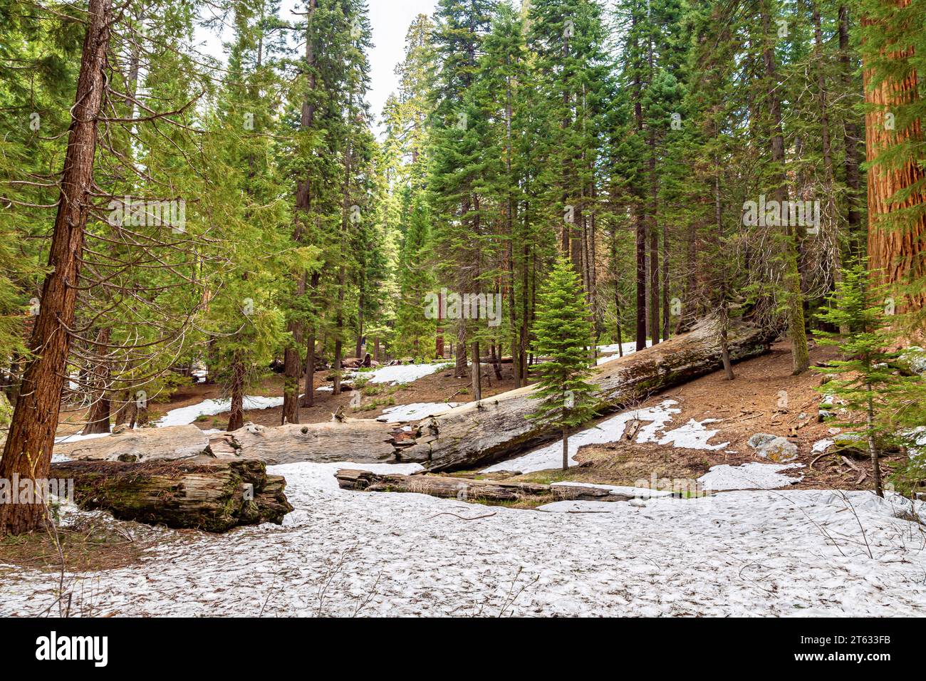 Sequoia national Park with old huge Sequoia trees like redwoods in ...