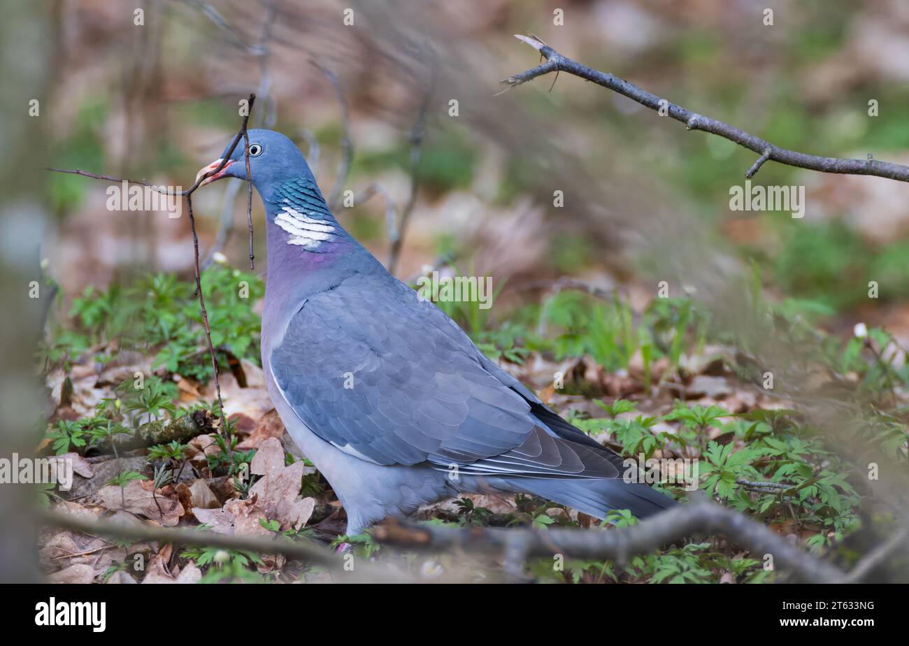 Common Wood Pigeon (Columba palumbus) in ground sitting holding branch ...