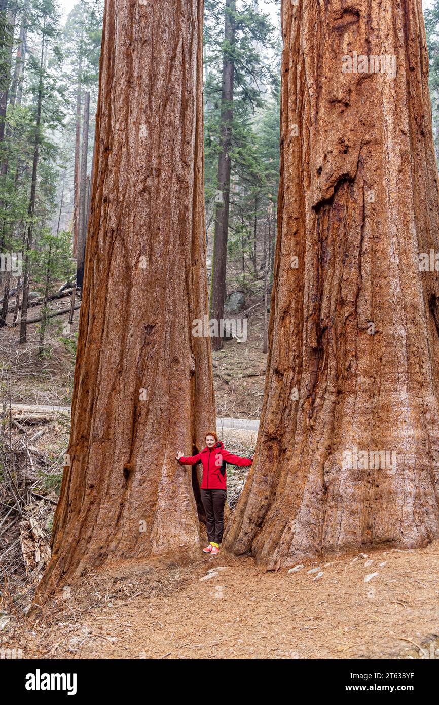 Hiking trails in Yosemite National Park. Hiker in Sequoia national park ...