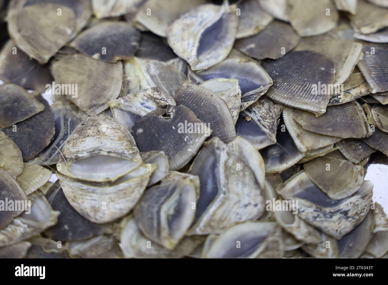 Shark scales hi-res stock photography and images - Alamy