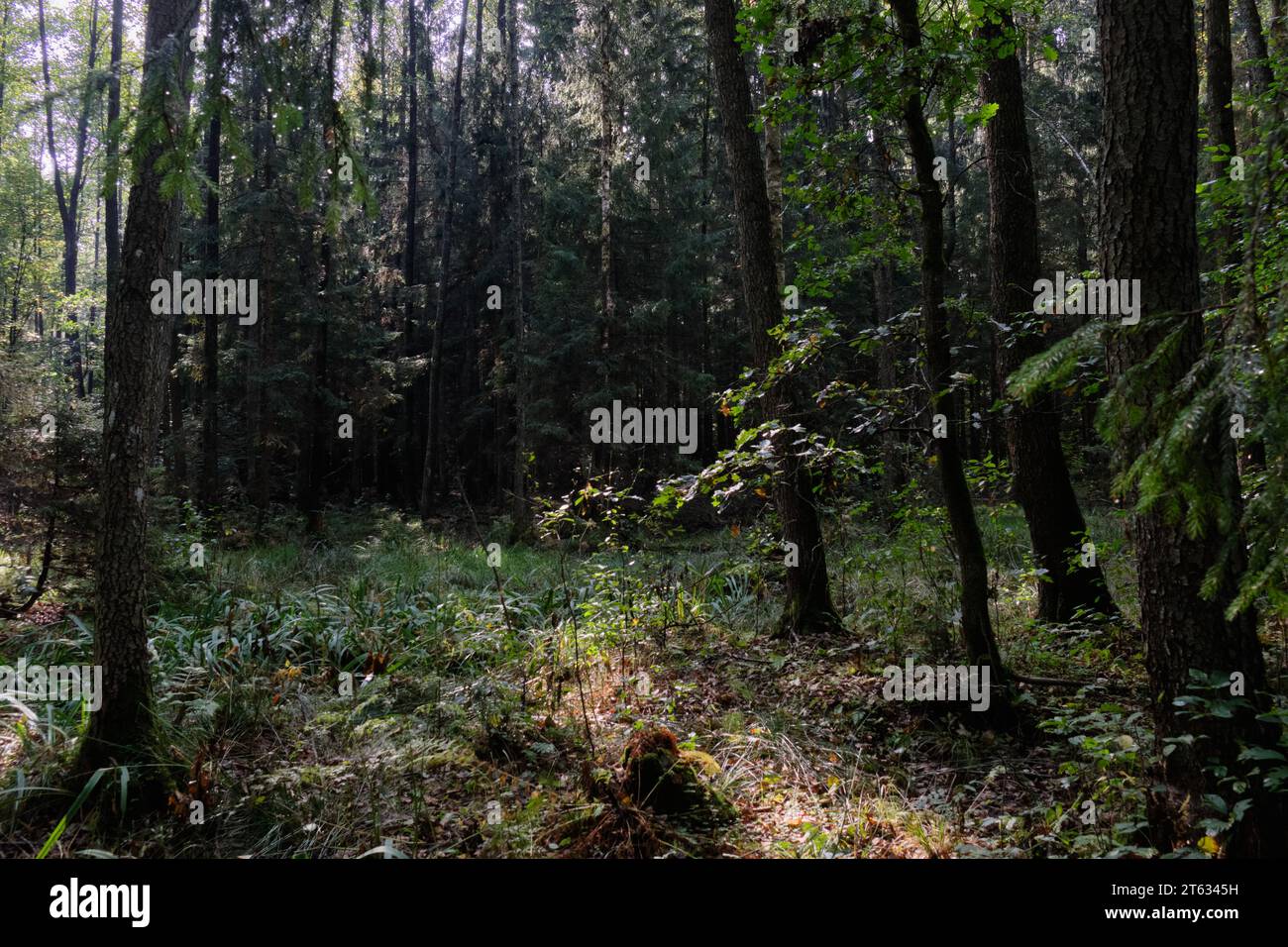 Sun entering rich deciduous riparian tree stand in autumnal morning ...