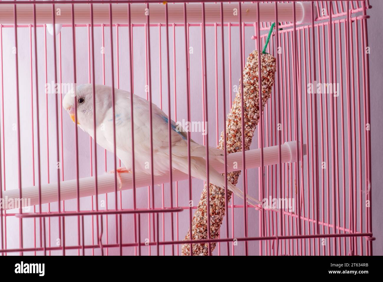 A budgie sits in a pink cage Stock Photo - Alamy