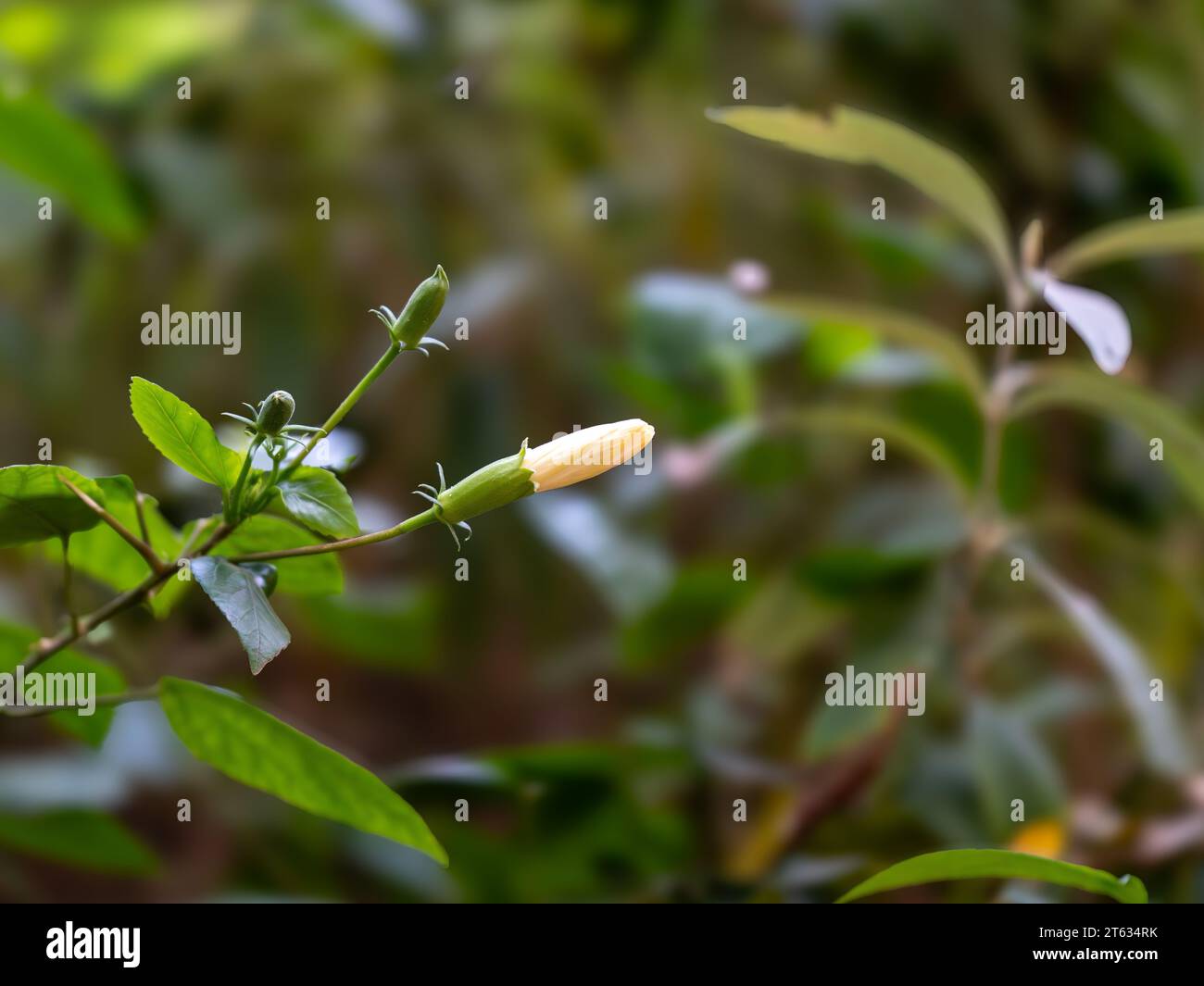 Flowering stages hi-res stock photography and images - Alamy