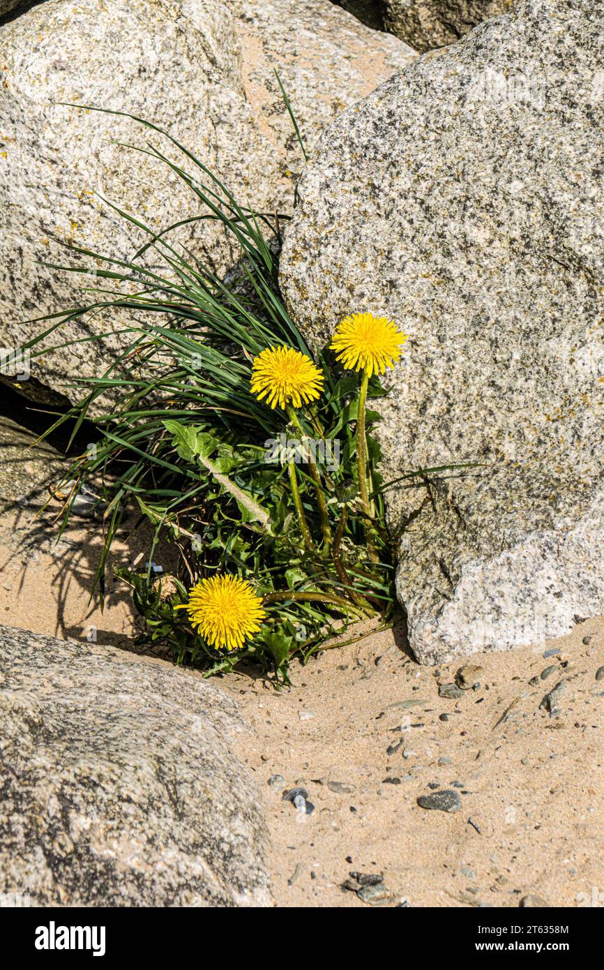Dandelions Taraxacum T officnale growing amonst rocks in the UK Stock ...