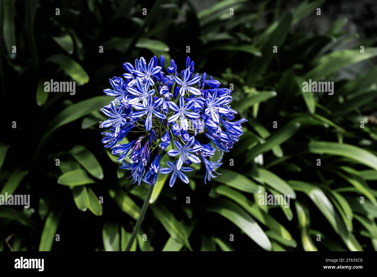 Agapanthus Lily of the Nile flower in full bloom growing in a garden in ...
