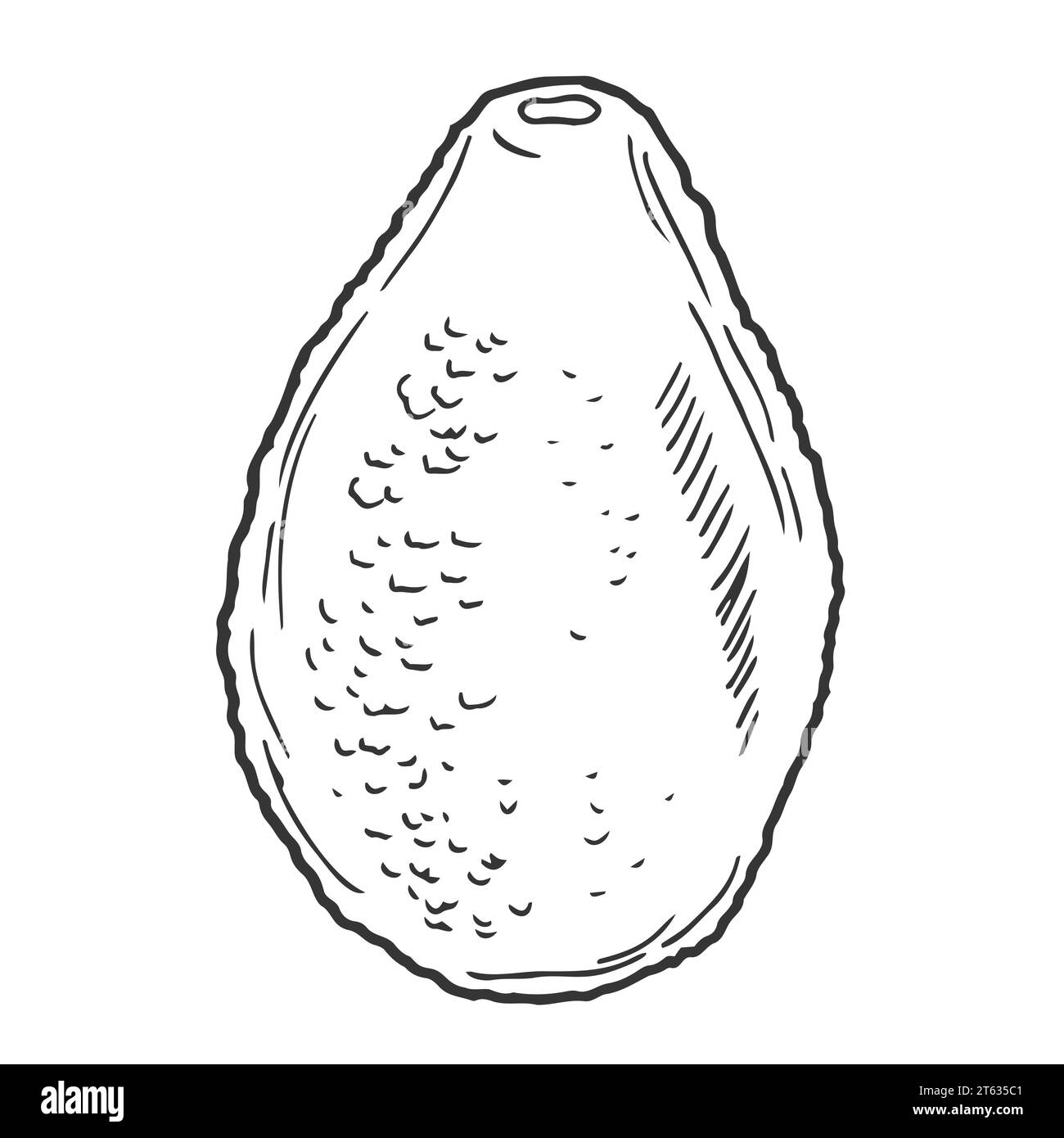 Avocado botanical illustration Stock Vector Images - Alamy