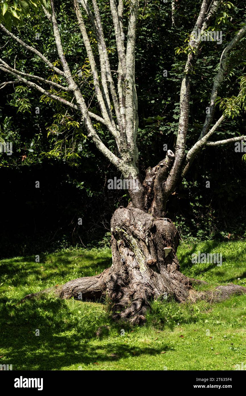 Branches growing from the trunk of an ancient gnarled old Silver Birch ...
