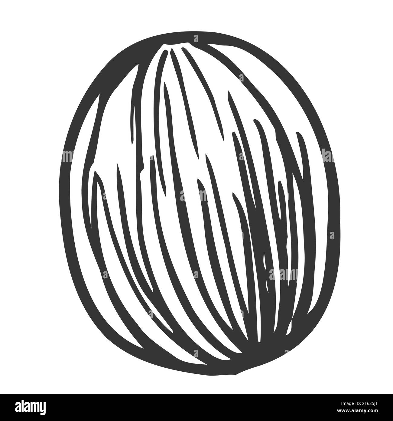 Avocado seed vector icon. Hand drawn sketch. Texture seed of a tropical ...