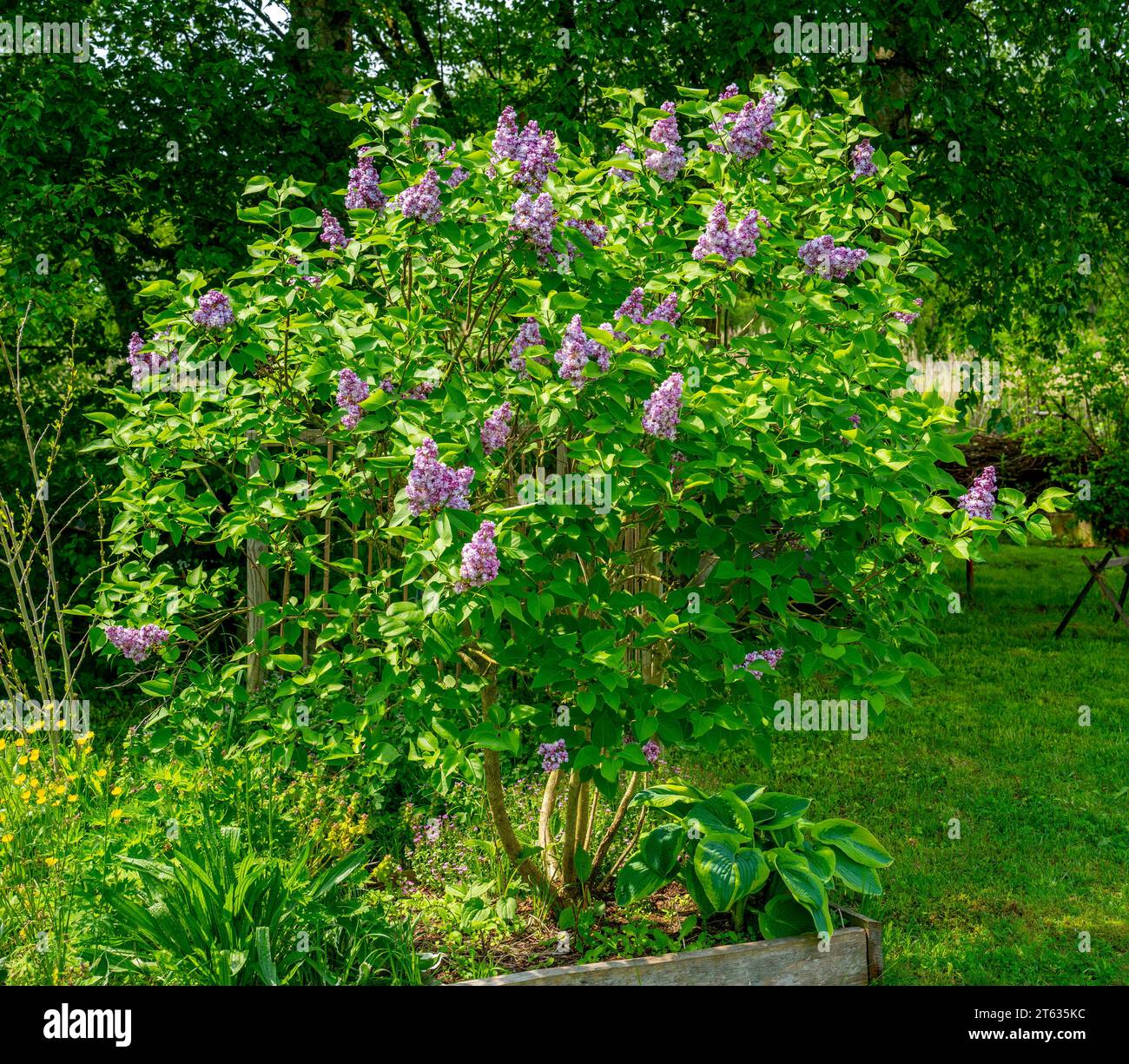 Close up of Lilac tree (Syringa vulgaris Stock Photo - Alamy