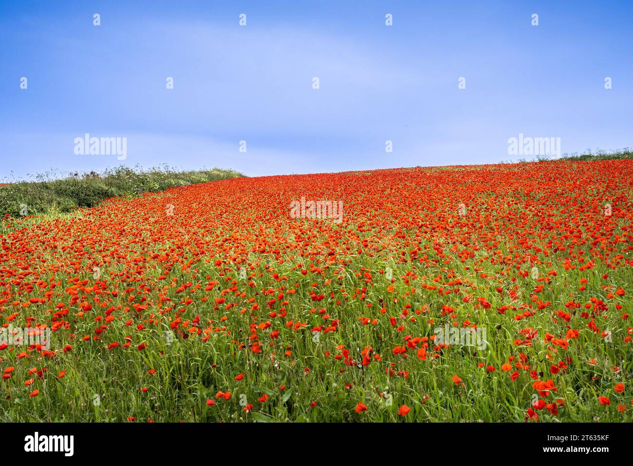 The stunning sight of a field full of Common Poppies Papaver rhoeas on ...
