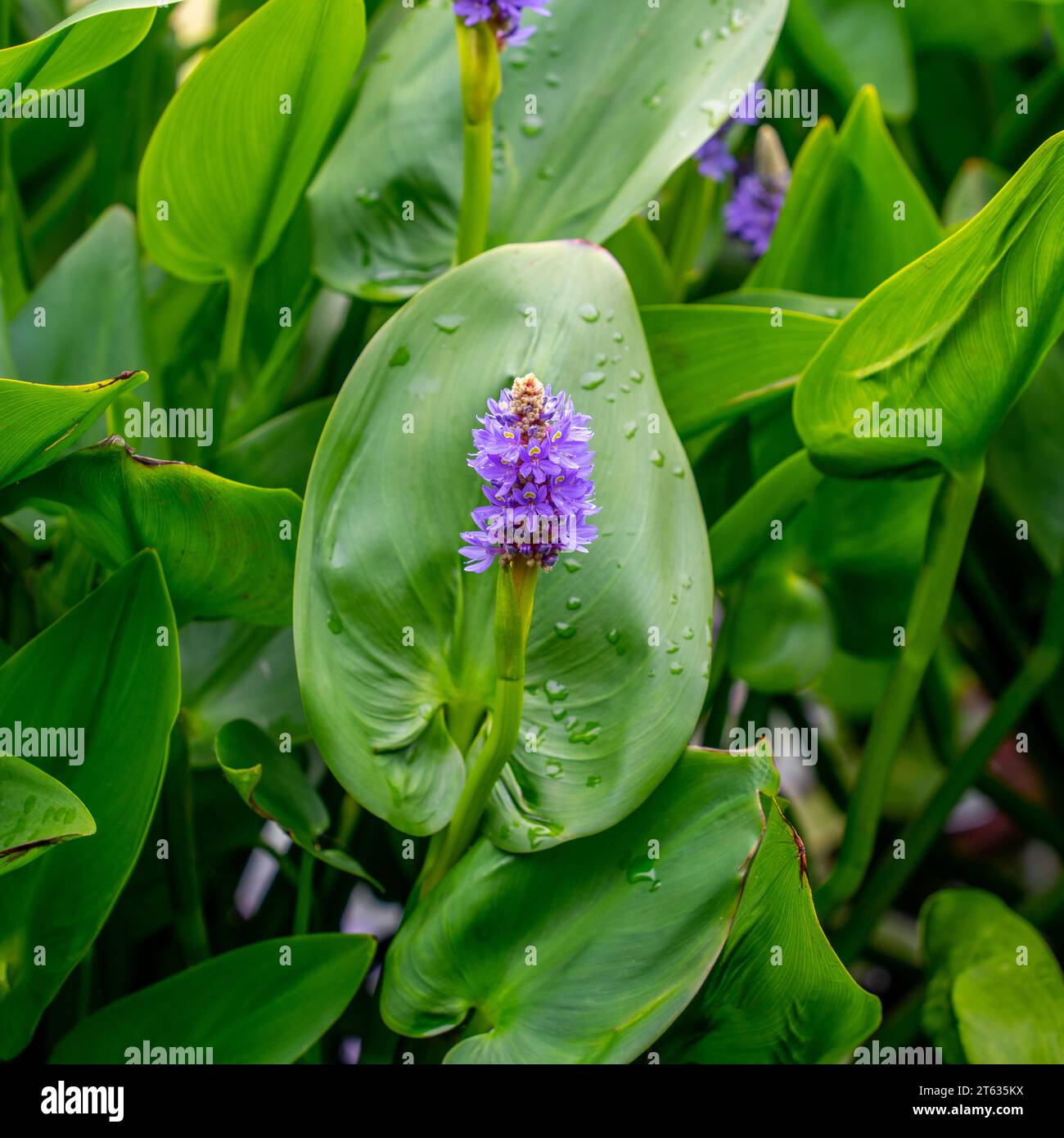 Close up of pickerelweed (Pontederia Cordata) flower and leaves Stock ...