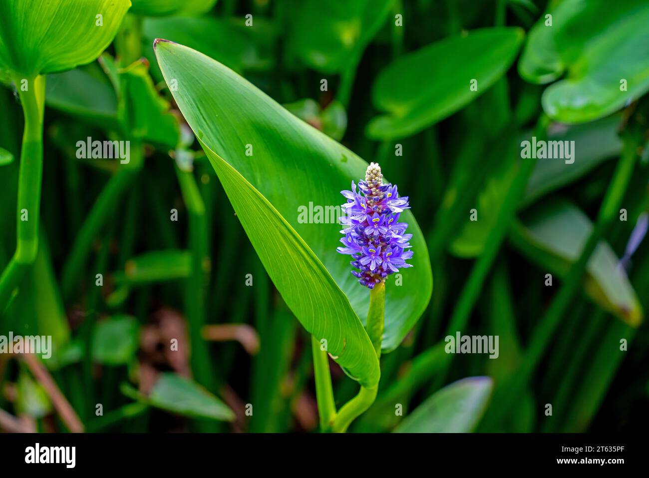 Close up of pickerelweed (Pontederia Cordata) flower and leaves Stock ...
