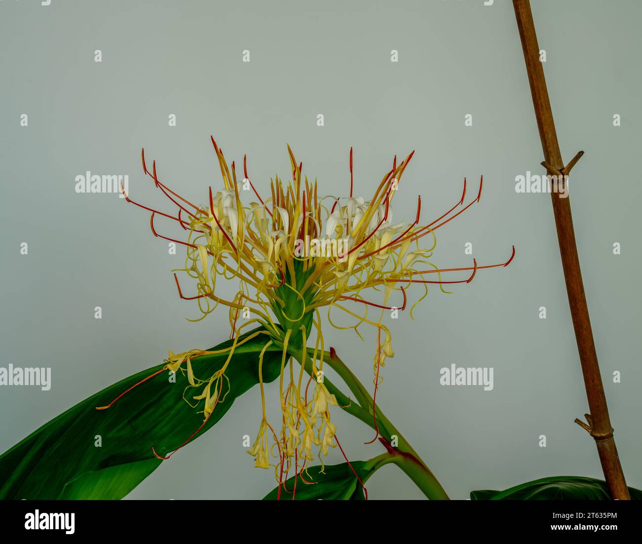Flower of Himalayan Kahili ginger lily (hedychium Stock Photo - Alamy
