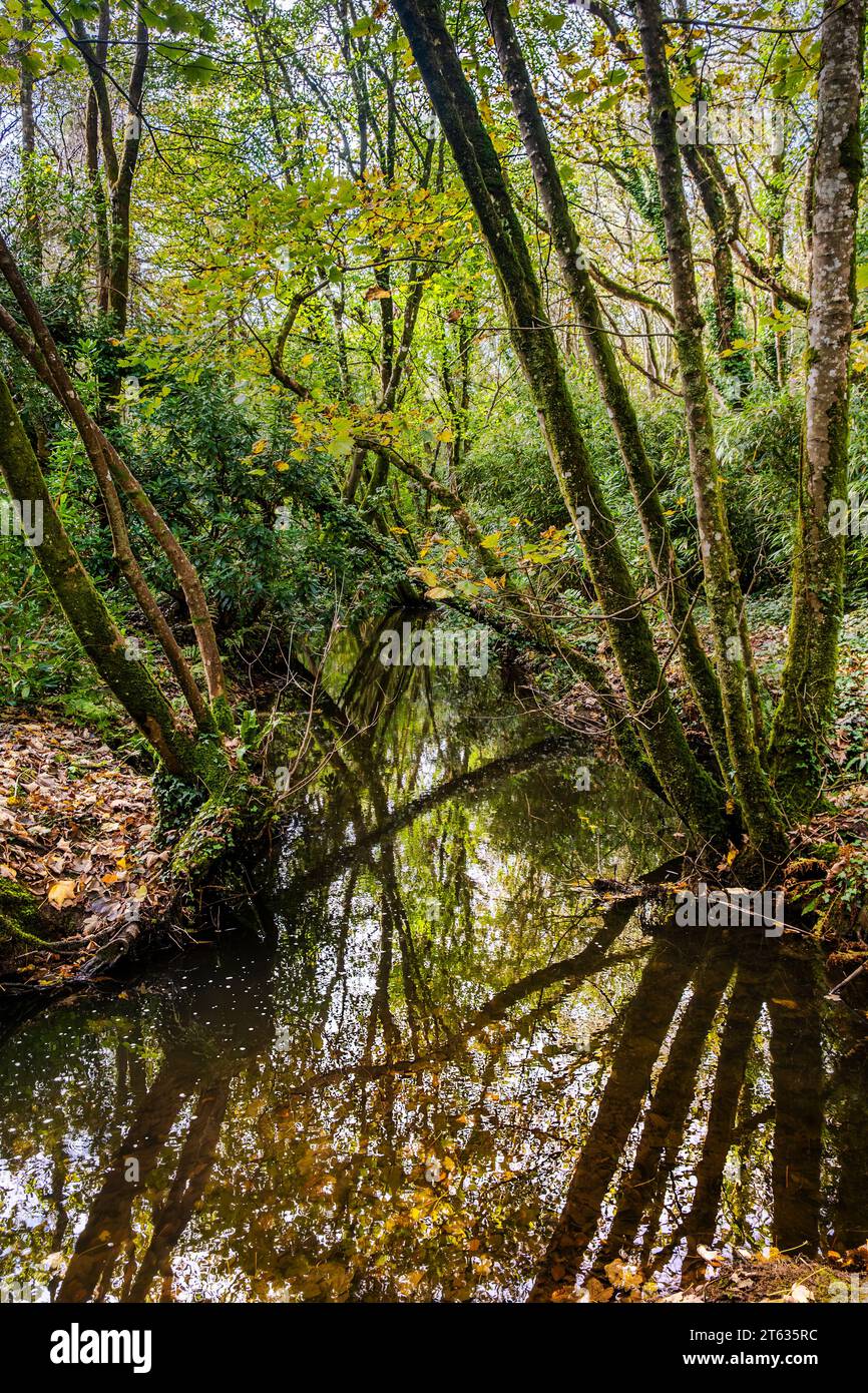Tehidy stream flowing through Tehidy Woods in Cornwall in the UK Stock ...
