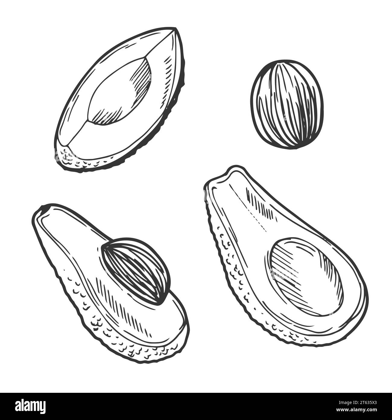 Vector Sketch avocado decorative set. Hand Drawn Botanical ... Vector Sketch avocado decorative set. Hand Drawn Botanical ...