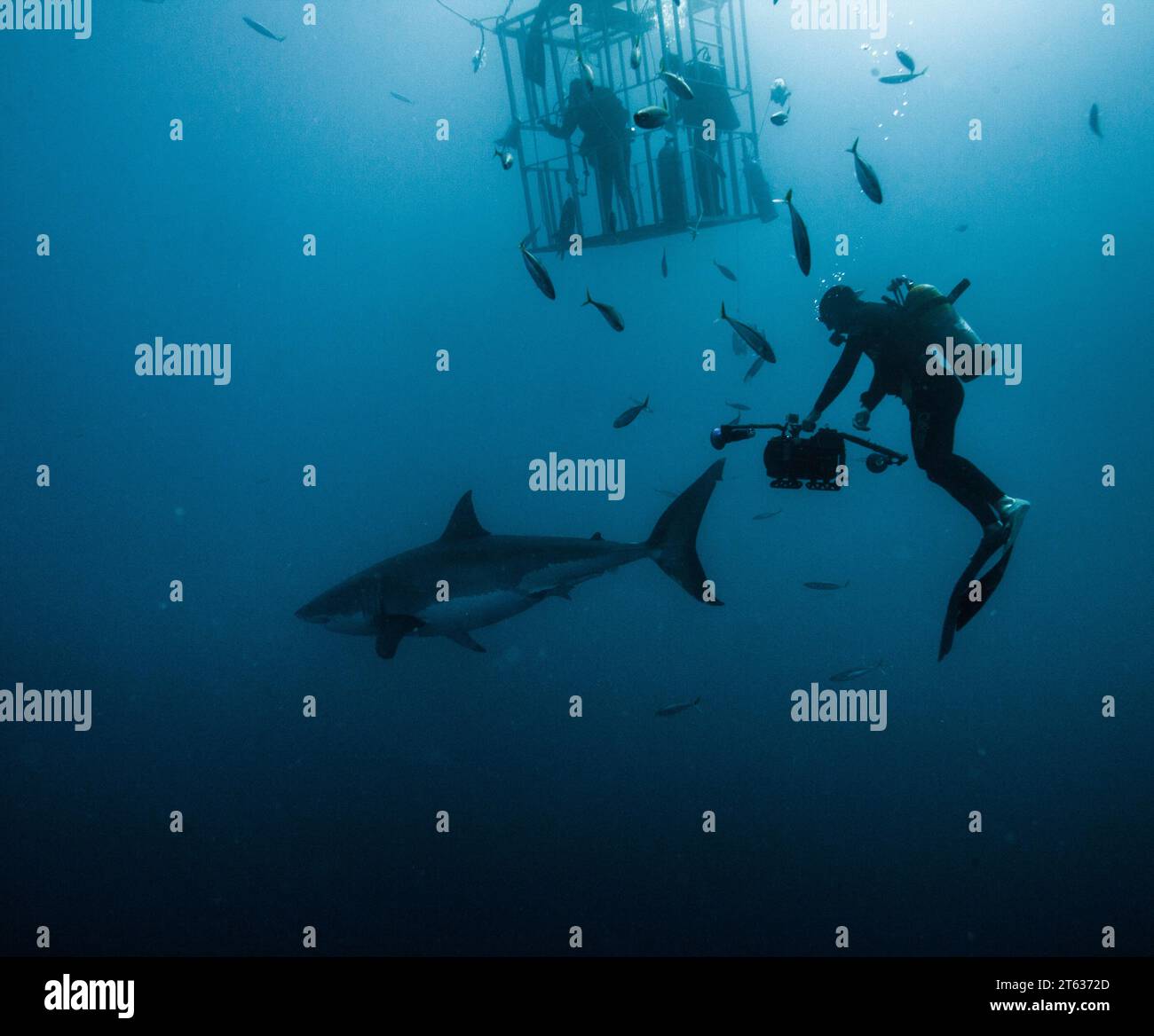 Divers photographing great white shark MEXICO SPINE CHILLING images of ... Divers photographing great white shark MEXICO SPINE CHILLING images of ...