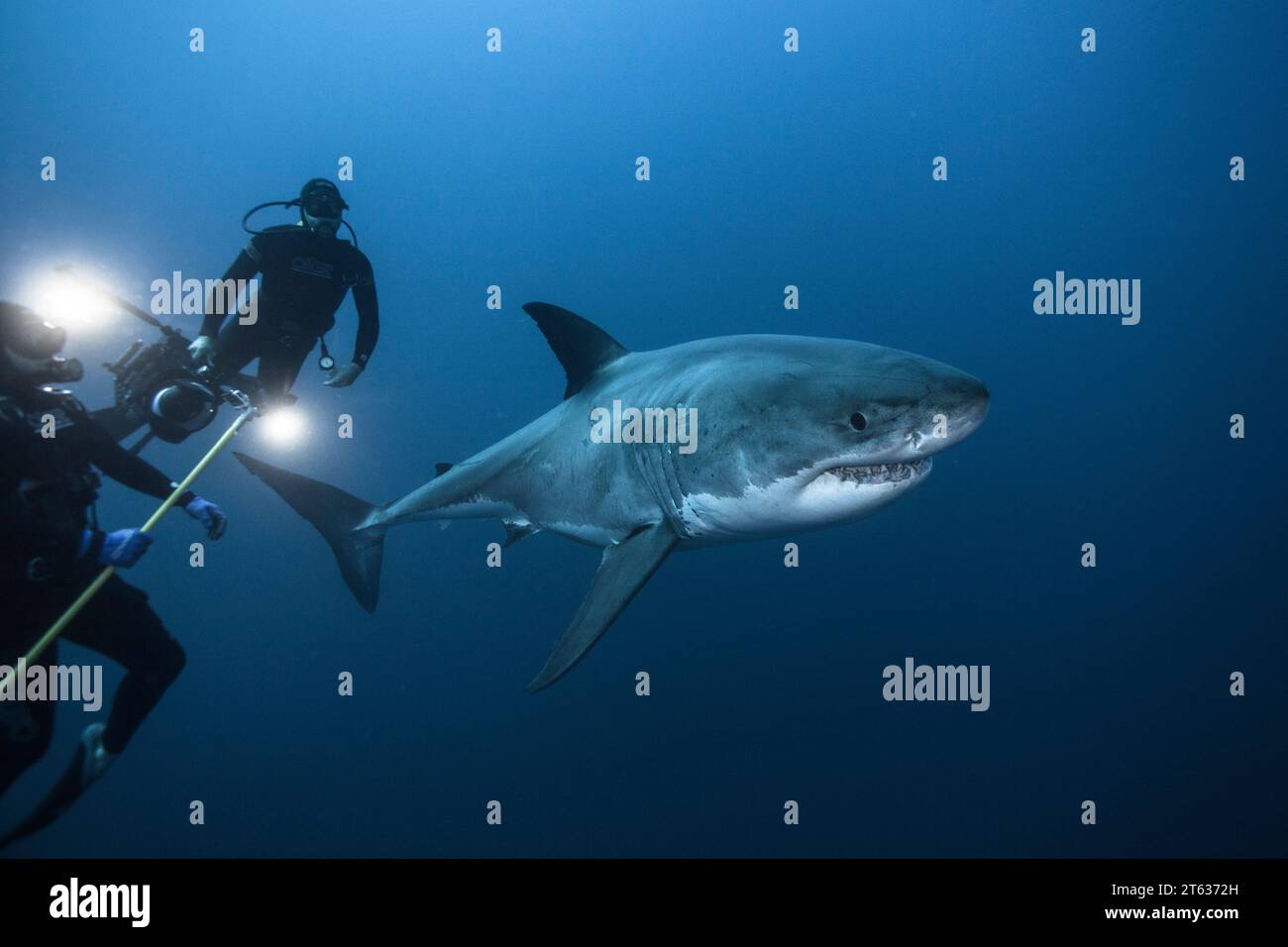 Swimming close to the great white shark MEXICO SPINE CHILLING images of ...