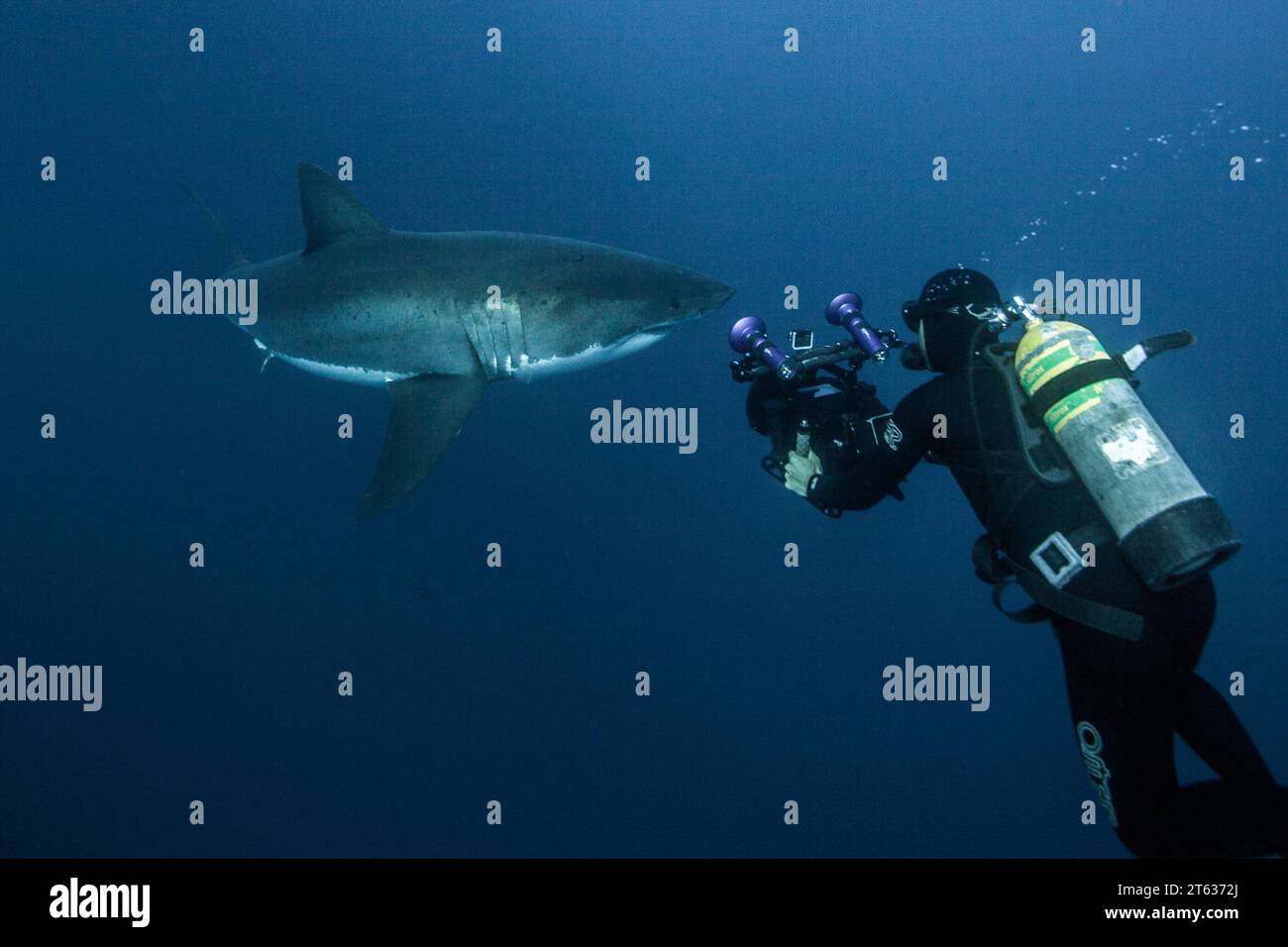 The great white shark and a photographer MEXICO SPINE CHILLING images ... The great white shark and a photographer MEXICO SPINE CHILLING images ...