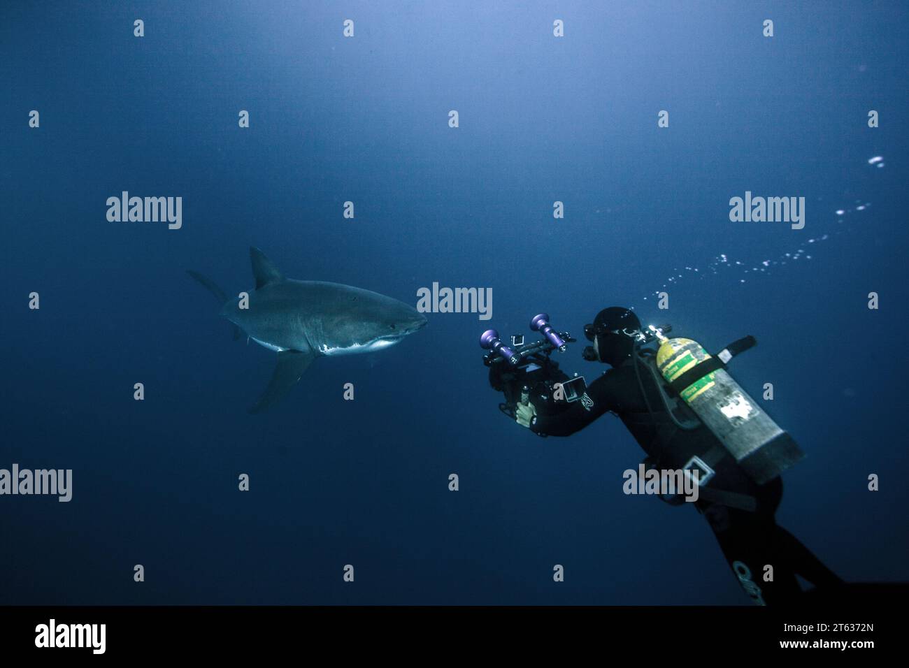 The great white shark MEXICO SPINE CHILLING images of the great white ... The great white shark MEXICO SPINE CHILLING images of the great white ...