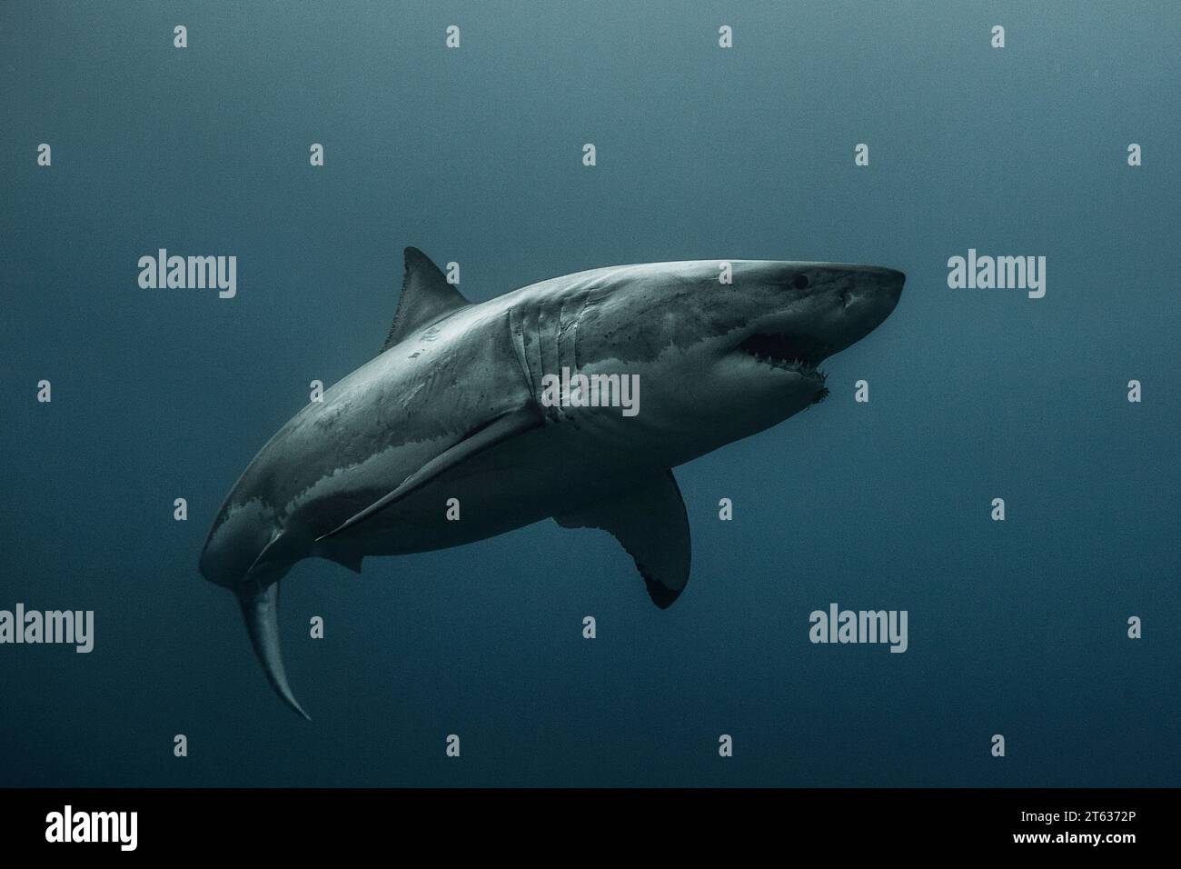 Dangerous great white shark MEXICO SPINE CHILLING images of the great ... Dangerous great white shark MEXICO SPINE CHILLING images of the great ...