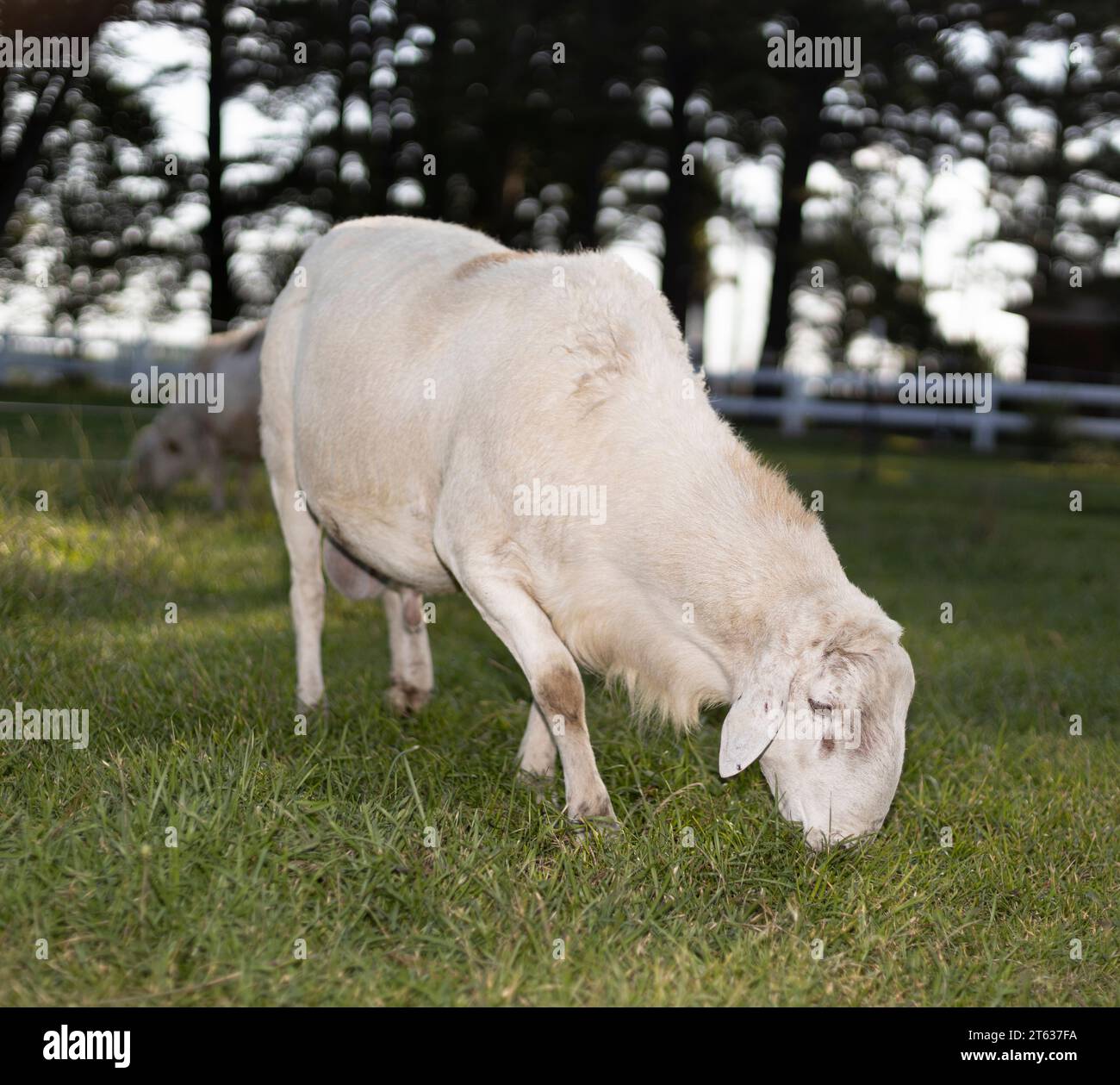 Grown Katahdin sheep ram eating green grass in a rotational grzing ...