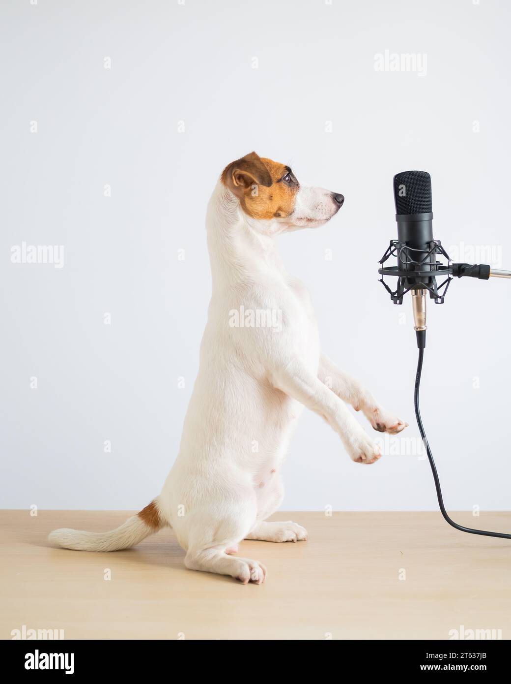 Jack russell terrier dog stands on its hind legs in a pose to serve at ...