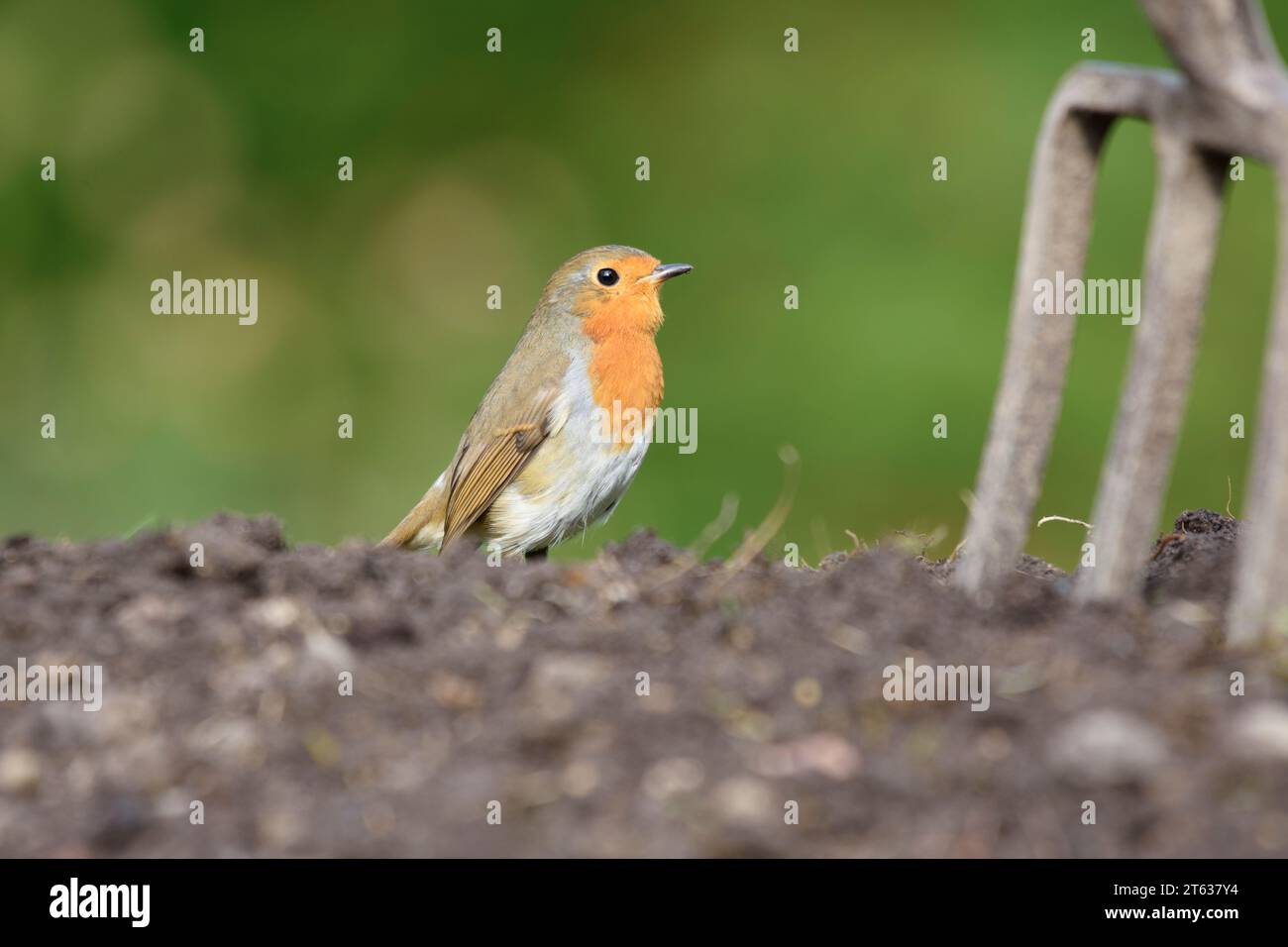 Robin on garden fork hi-res stock photography and images - Alamy