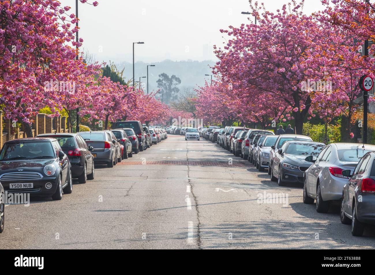 London, UK - April 17, 2023 - Cherry blossom lined street on Cranley ...