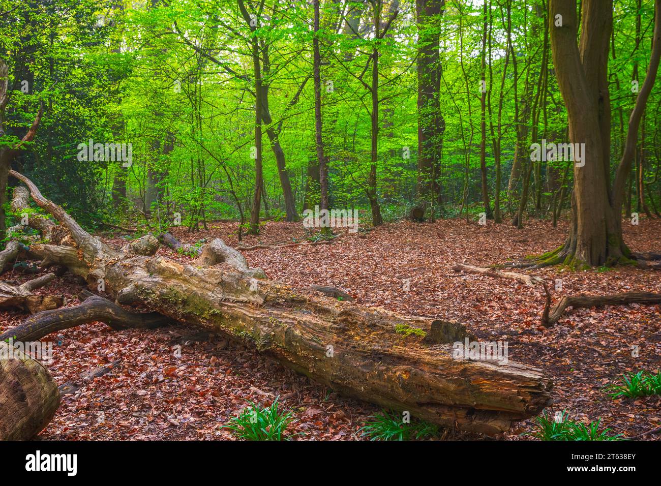 Big rotting fallen tree trunk in Highgate Wood in North London, England ...