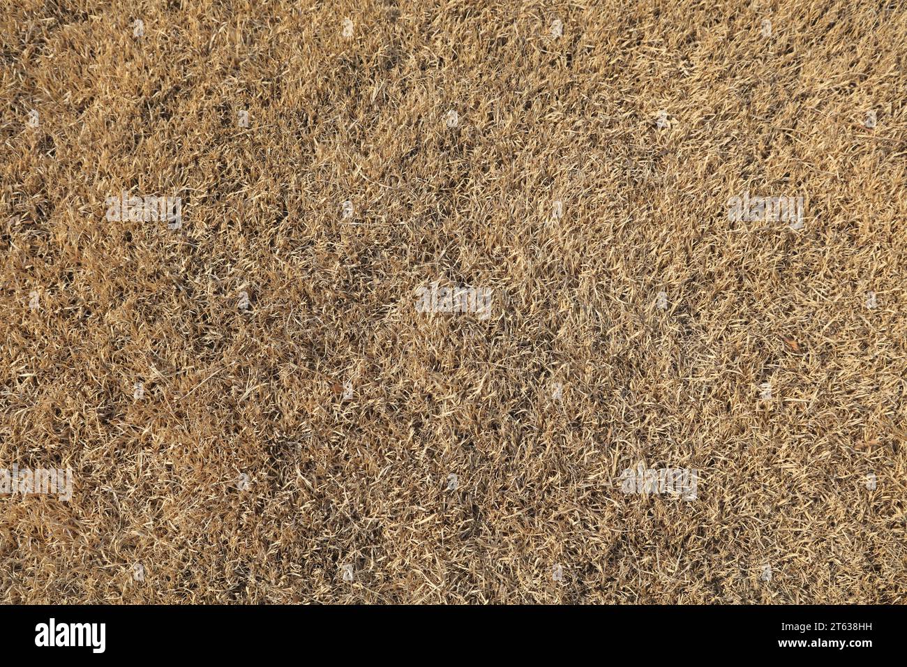 Withered weeds hi-res stock photography and images - Alamy