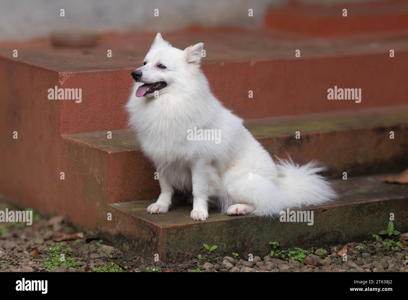 Indian Spitz