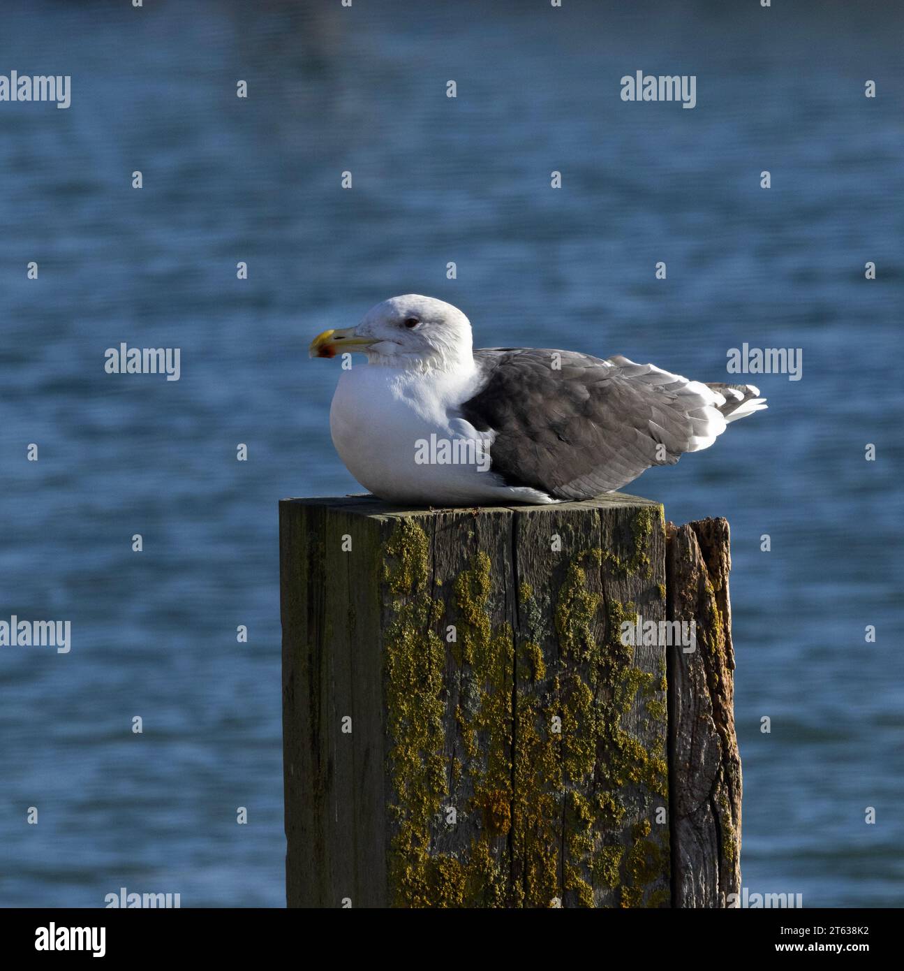 Northerly breeding hi-res stock photography and images - Alamy