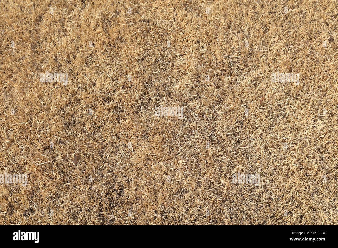 Withered weeds hi-res stock photography and images - Alamy
