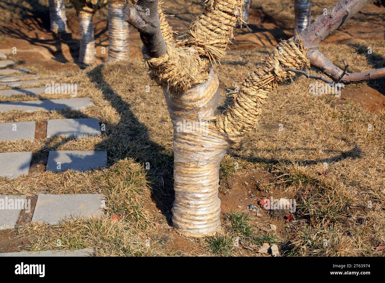 Planting fruit tree winter hi-res stock photography and images - Alamy