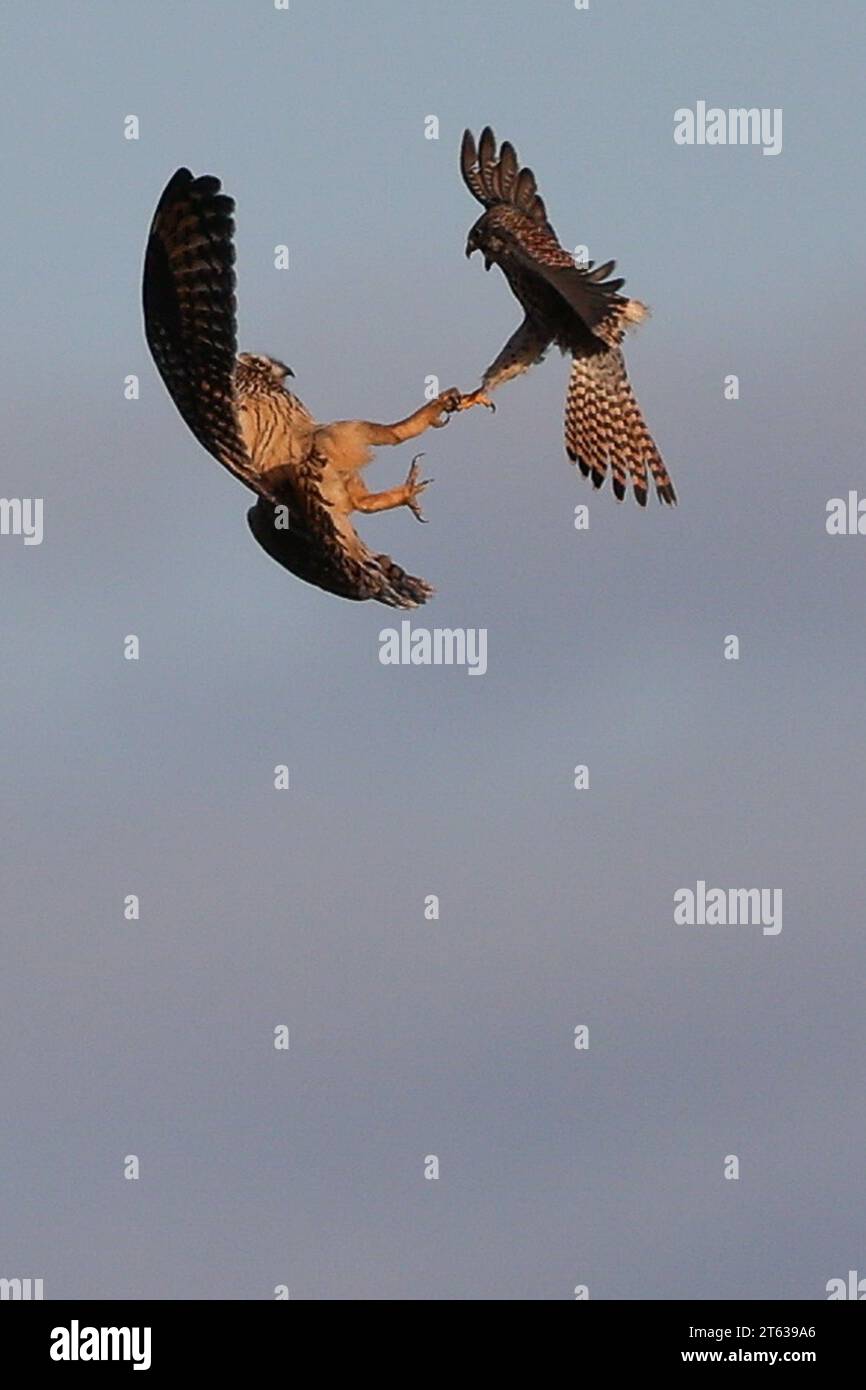 The owl and kestrel go talon to talon LONDON, ENGLAND ACTION PACKED ...