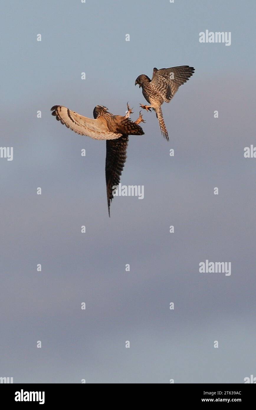 The owl fighting in the air with the kestrel LONDON, ENGLAND ACTION ...