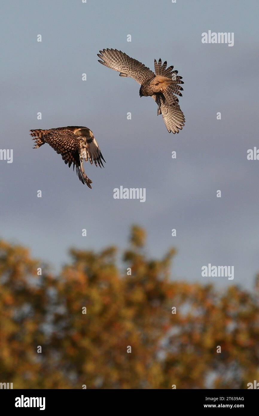 The birds lock in on each other LONDON, ENGLAND ACTION PACKED images of ...
