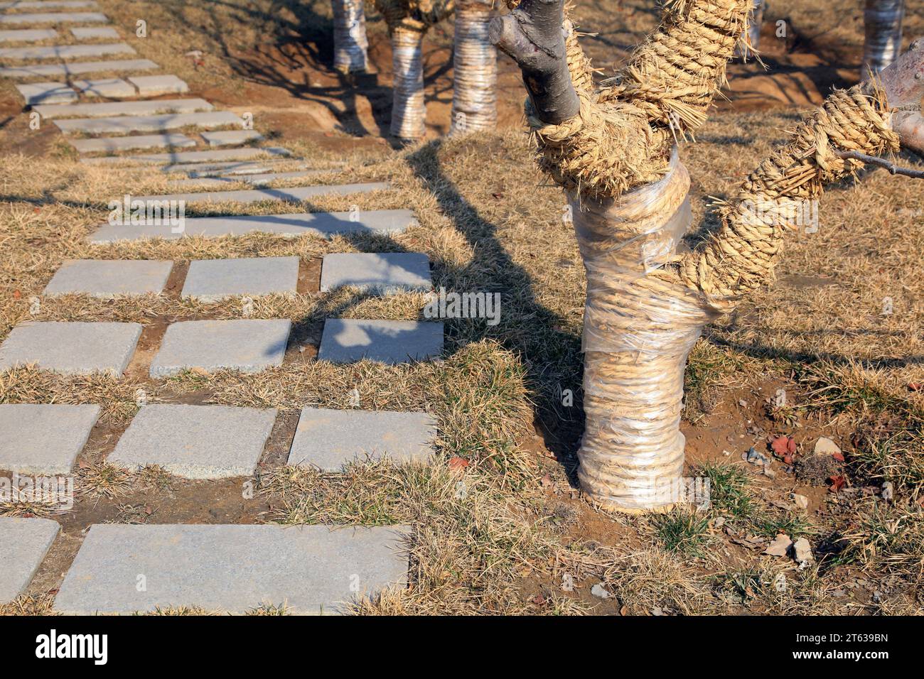 Planting fruit tree winter hi-res stock photography and images - Alamy