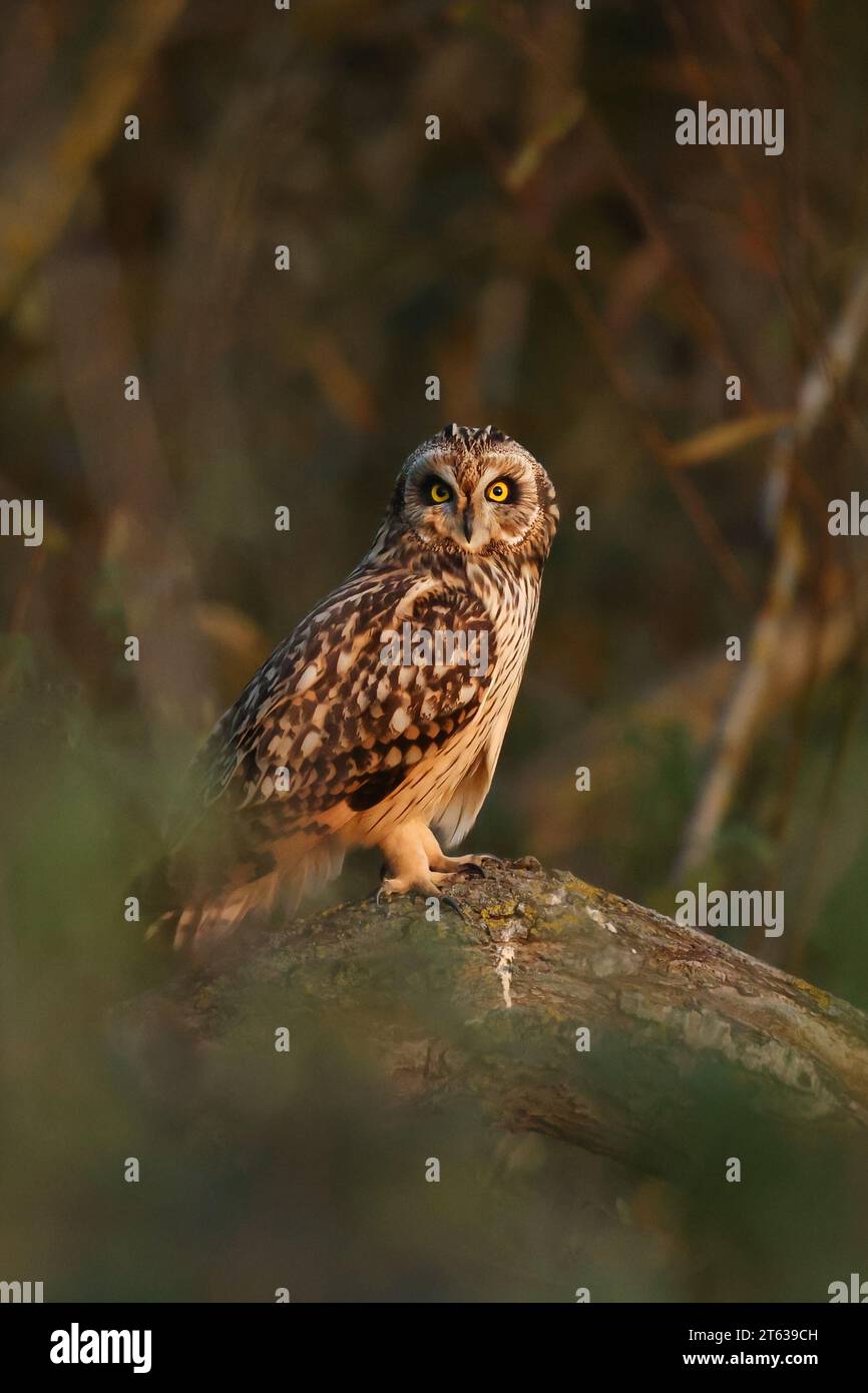 The owl poses for the photographer LONDON, ENGLAND ACTION PACKED images ...