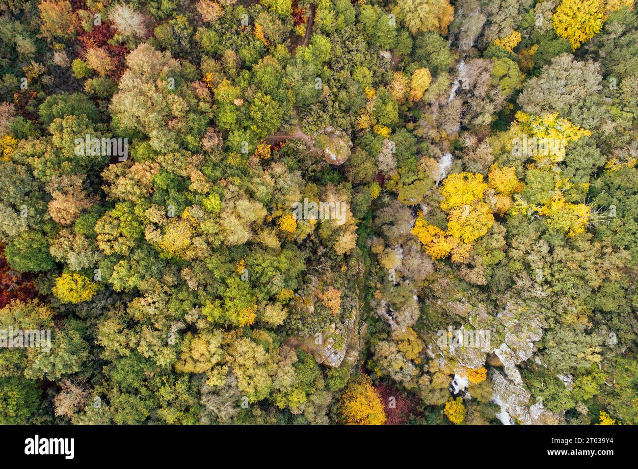 Drone view autumn forest hi-res stock photography and images - Alamy
